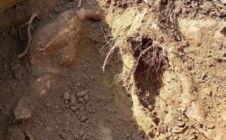 野生葛根粉多少钱一斤_正宗野生葛根粉价格