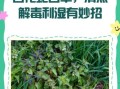 白花蛇草的功效与作用_白花蛇草怎么泡水喝