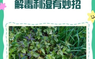 白花蛇草的功效与作用_白花蛇草怎么泡水喝