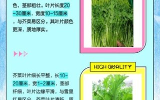 雪里红长什么样子_雪里红和芥菜的区别