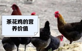 茶花鸡是什么_茶花鸡怎么养