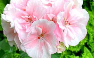 天竺葵哪个品种最漂亮_天竺葵最好看的品种推荐