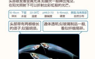 透明鱼怎么养_透明鱼是什么品种