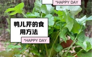 鸭儿芹的功效与作用_鸭儿芹怎么吃效果最好