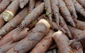 金竹笋怎么保存_金竹笋图片大全