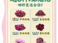 玫瑰花茶的功效与作用_喝玫瑰花茶会上火吗