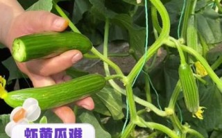 黄瓜不能和什么一起吃_黄瓜最佳搭配食材