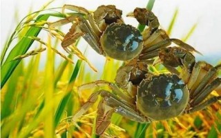 河蟹在家怎么养_河蟹能活多久