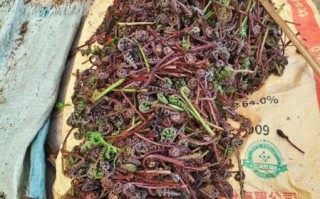 山野菜是什么菜_山野菜有哪些常见品种