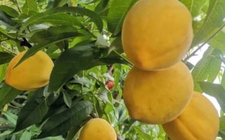 黄桃图片大全大图真实_成熟黄桃怎么挑