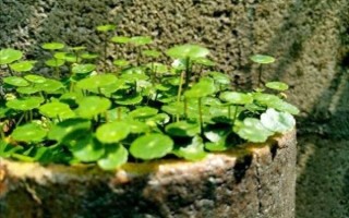 金钱草能治结石吗_金钱草排石效果怎么样