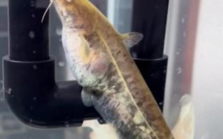 大口鲶鱼养殖技术_大口鲶鱼养殖常见问题