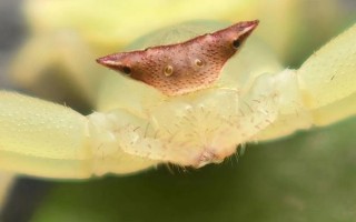 蜘蛛三头鲨是真的吗_蜘蛛三头鲨怎么出现的