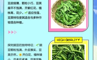 荷兰豆是不是豌豆_荷兰豆和豌豆的区别