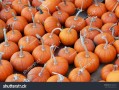 where_to_find_pumpkin_patch_near_me_how_to_choose_best_pumpkin_patch