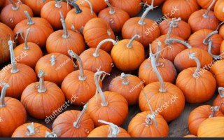 where_to_find_pumpkin_patch_near_me_how_to_choose_best_pumpkin_patch