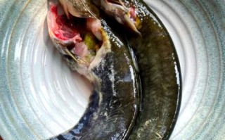 鲶鱼怎么做好吃_鲶鱼的做法视频教程