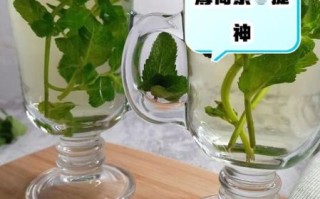 薄荷直接采摘泡水喝吗_新鲜薄荷泡水注意事项