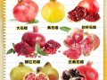 石榴怎么吃才是正确的吃法_石榴籽要不要嚼