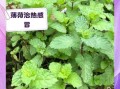 生薄荷叶的功效与作用_薄荷叶怎么吃最健康