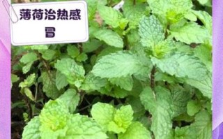 生薄荷叶的功效与作用_薄荷叶怎么吃最健康