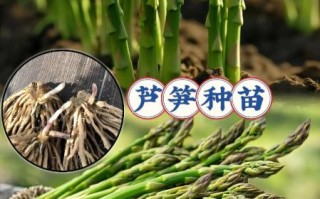 芦笋什么时候种植最好_芦笋亩产量一般多少斤