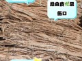 桑白皮的功效与作用是什么_桑白皮泡水喝的禁忌
