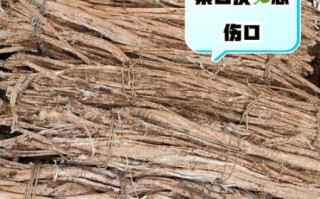 桑白皮的功效与作用是什么_桑白皮泡水喝的禁忌