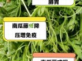 南瓜藤的功效与作用_南瓜藤的禁忌有哪些