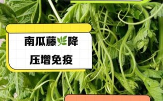 南瓜藤的功效与作用_南瓜藤的禁忌有哪些