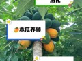 生吃木瓜的正确方法_木瓜生吃会不会寒凉