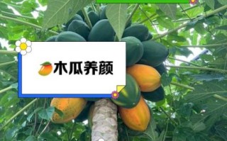 生吃木瓜的正确方法_木瓜生吃会不会寒凉