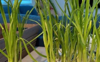 青蒜苗什么时候种最合适_青蒜苗种植方法步骤