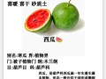 西瓜的营养价值与功效_夏天吃西瓜会上火吗