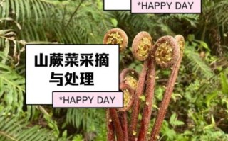 山野菜有哪些_山野菜怎么辨认 山野菜有哪些_山野菜怎么辨认