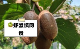 奇异果不能和什么一起吃_吃了会中毒吗