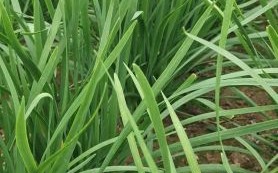 韭菜图片大全_韭菜怎么识别