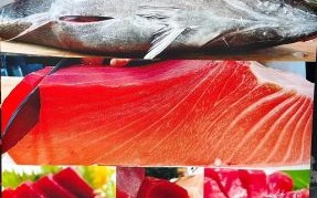 100斤蓝鳍金枪鱼多少钱_蓝鳍金枪鱼价格影响因素