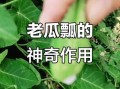老鸹瓢怎么吃_老鸹瓢的功效与作用