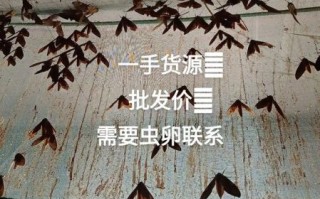 豆虫怎么养殖_豆虫养殖赚钱吗