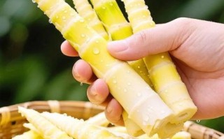 笋尖和笋片的区别_哪个部位更嫩