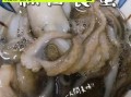 特大八爪鱼怎么清洗_特大八爪鱼怎么做好吃