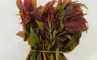 香椿怎么吃最好_香椿芽的吃法大全