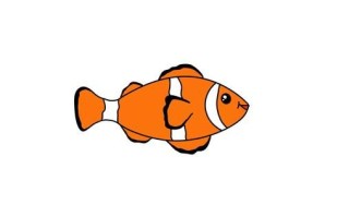 海鱼种类图片简笔画_怎么画