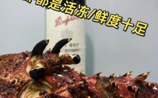 澳洲龙虾多少钱一只_澳洲龙虾价格怎么算