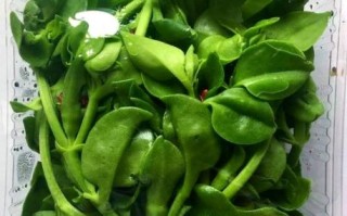 穿心莲图片_穿心莲长什么样