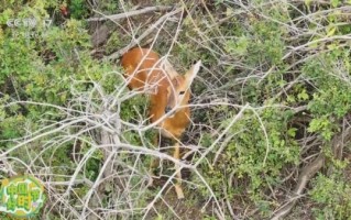 狍子是几级保护动物_狍子捕杀判几年