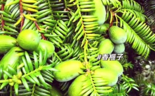 香榧图片大全大图_香榧长什么样