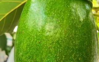 酪梨的功效与作用_酪梨怎么吃最营养