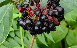 刺五加片能增强性功能吗_刺五加片壮阳效果怎么样